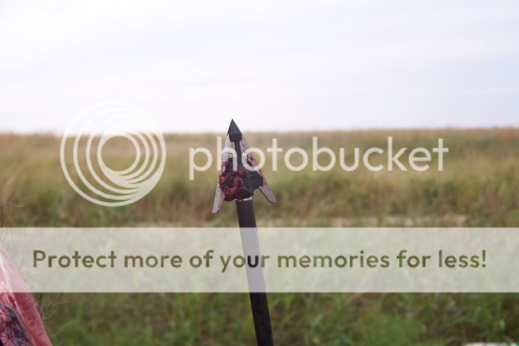 NAP Bloodrunner review (graphic pics) - TexasBowhunter.com Community ...